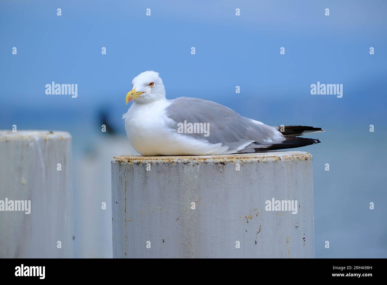 Poteau blanc hi-res stock photography and images - Alamy