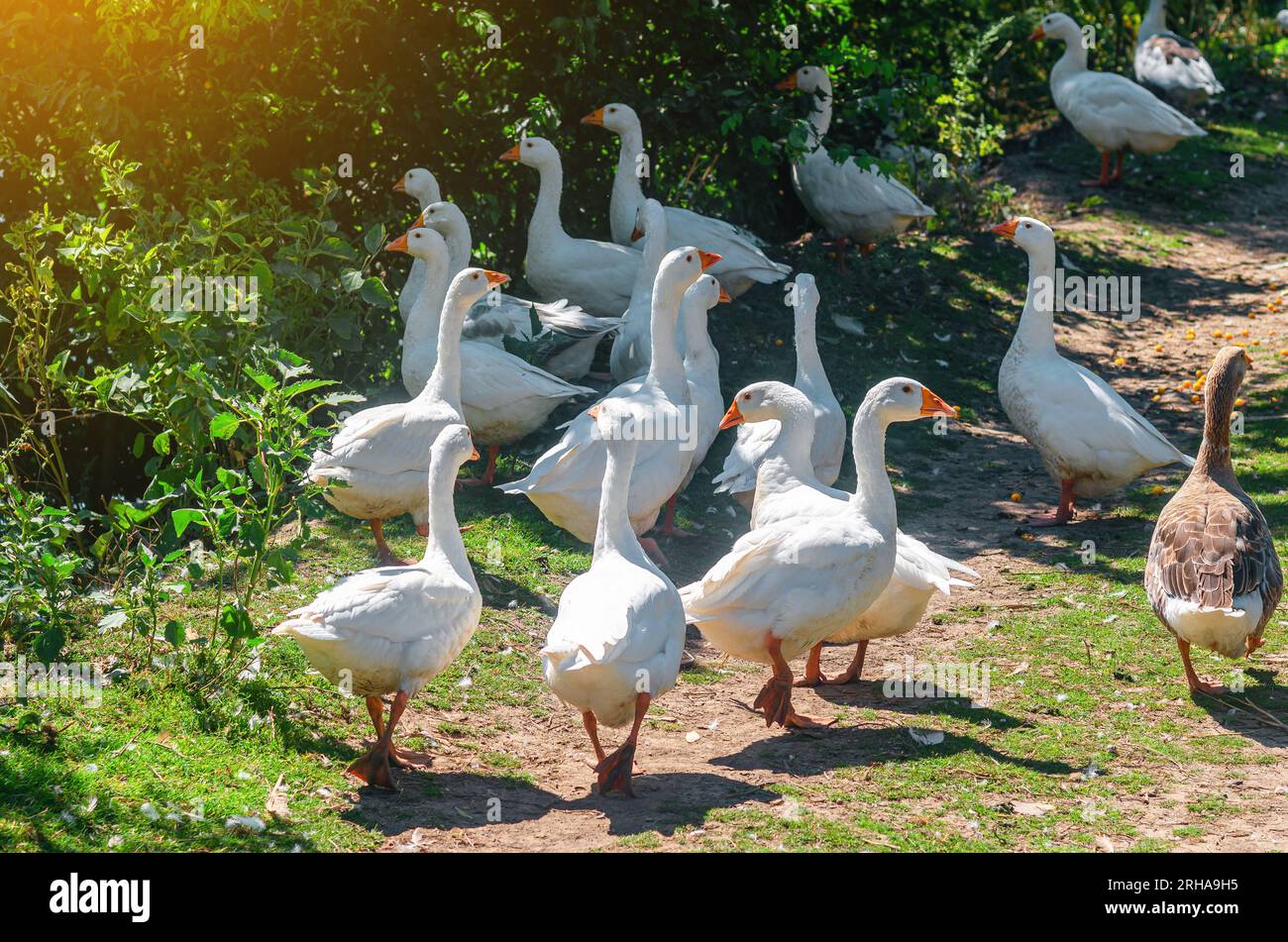 Domestic turkey bird on green hi-res stock photography and images - Alamy