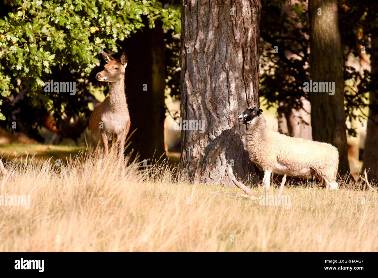 Deer with sheep hi-res stock photography and images - Alamy