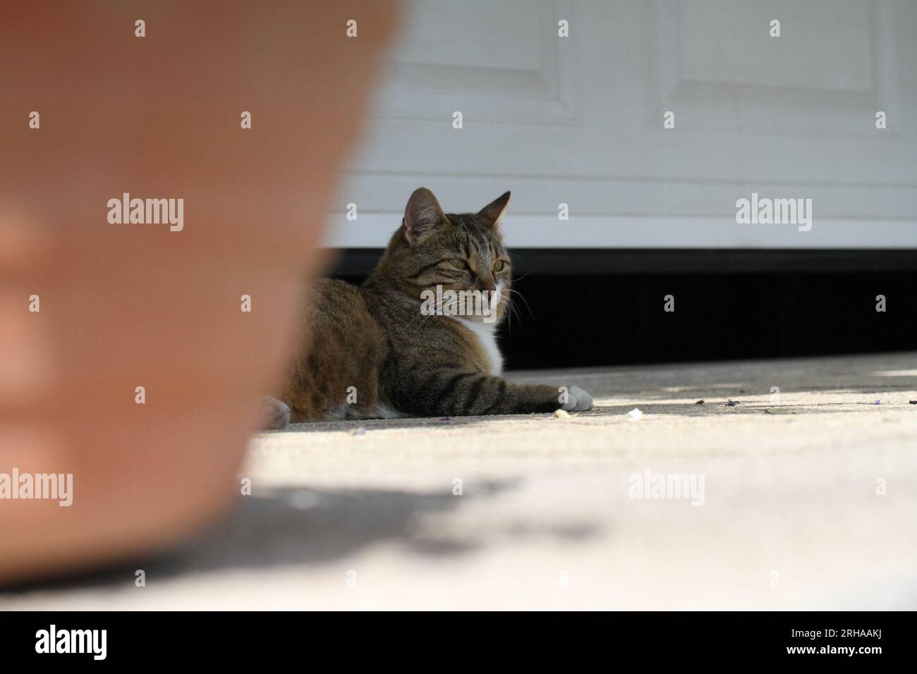 tabby and white cat outdoors with green plants garden in street cars ...