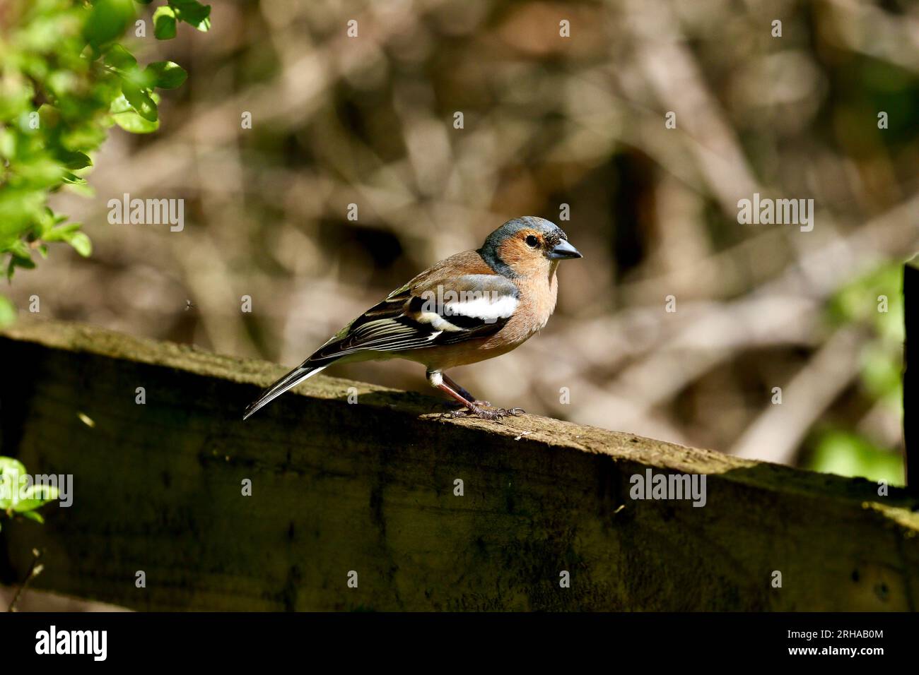 Chaffinch beak hi-res stock photography and images - Alamy