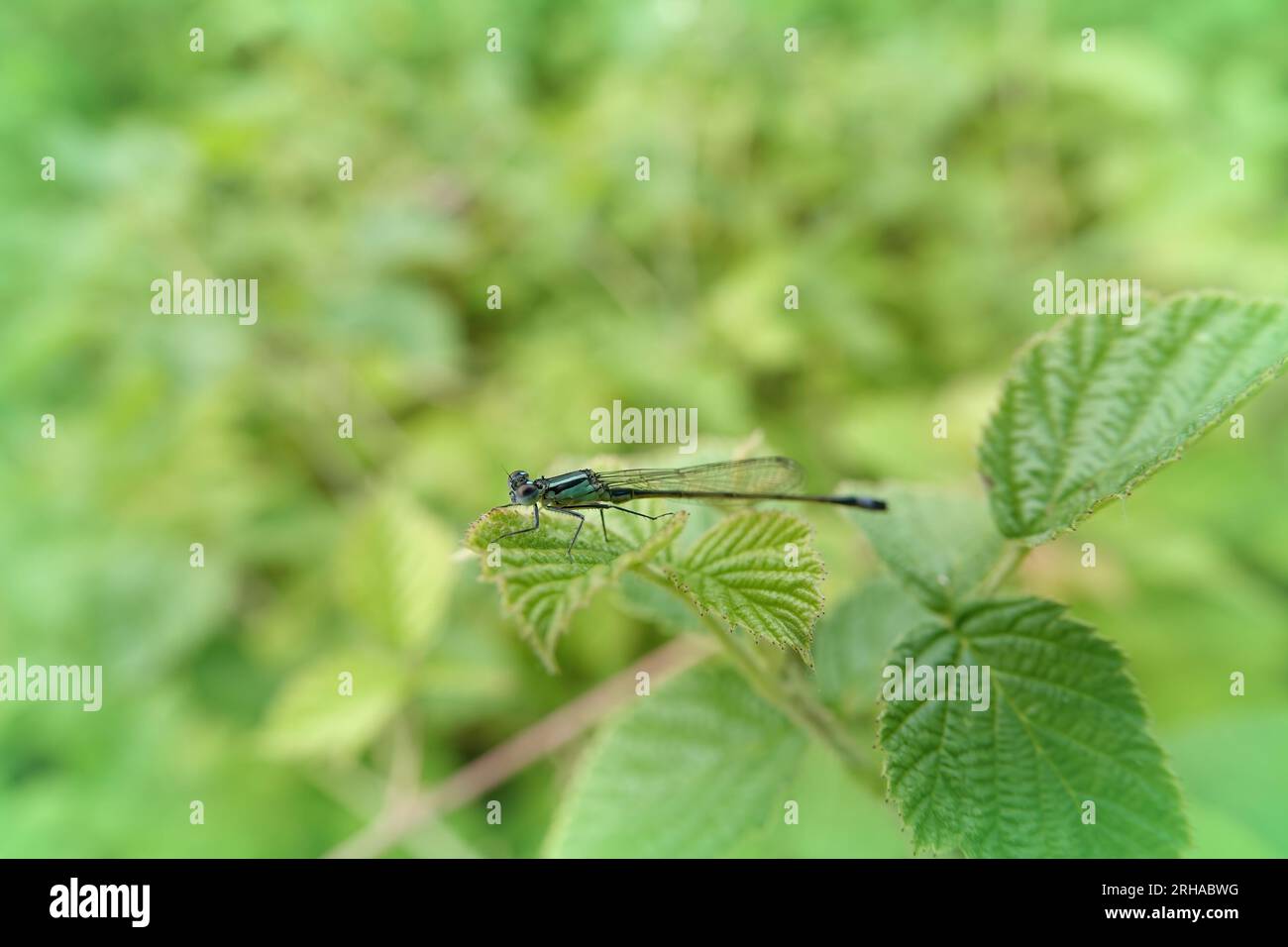 Natural closeup on a common bluetail damselfly, Ischnura elegans ...