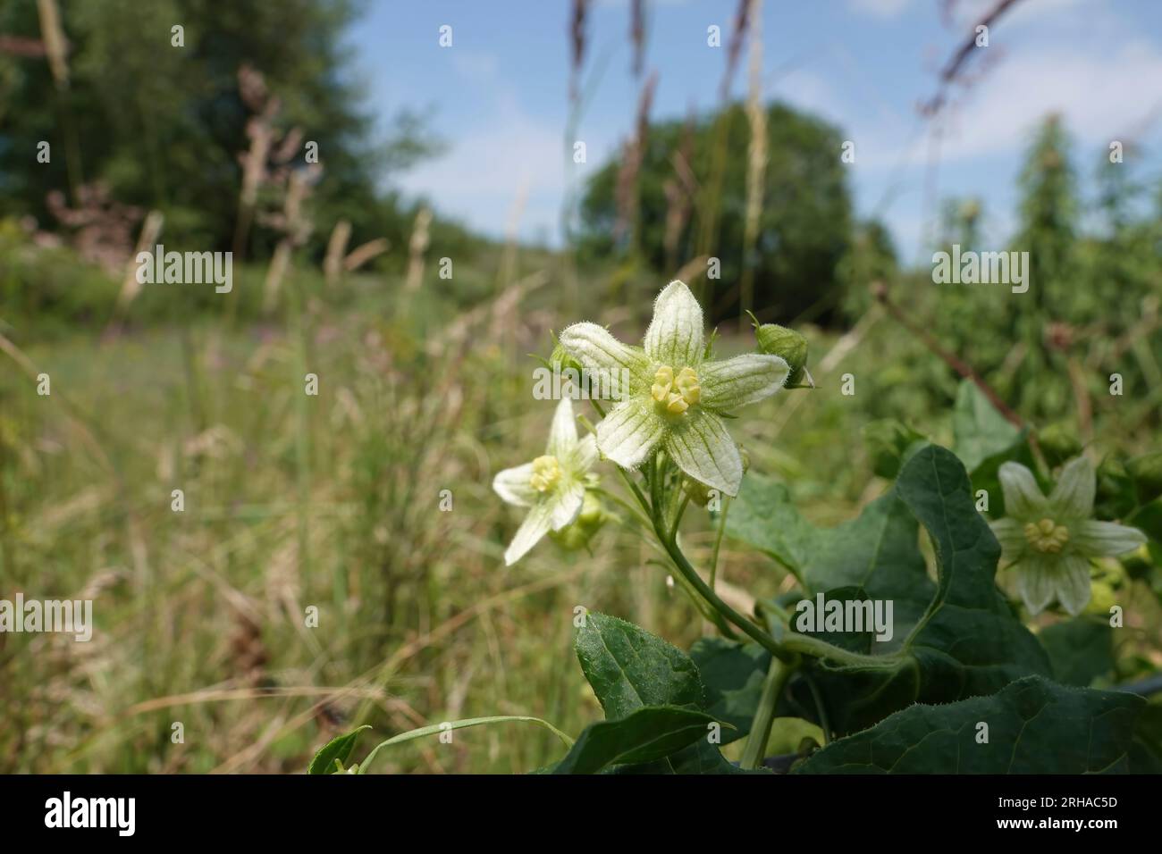 Natural Wide angle closeup on a green flowering White bryony, Bryonia ...