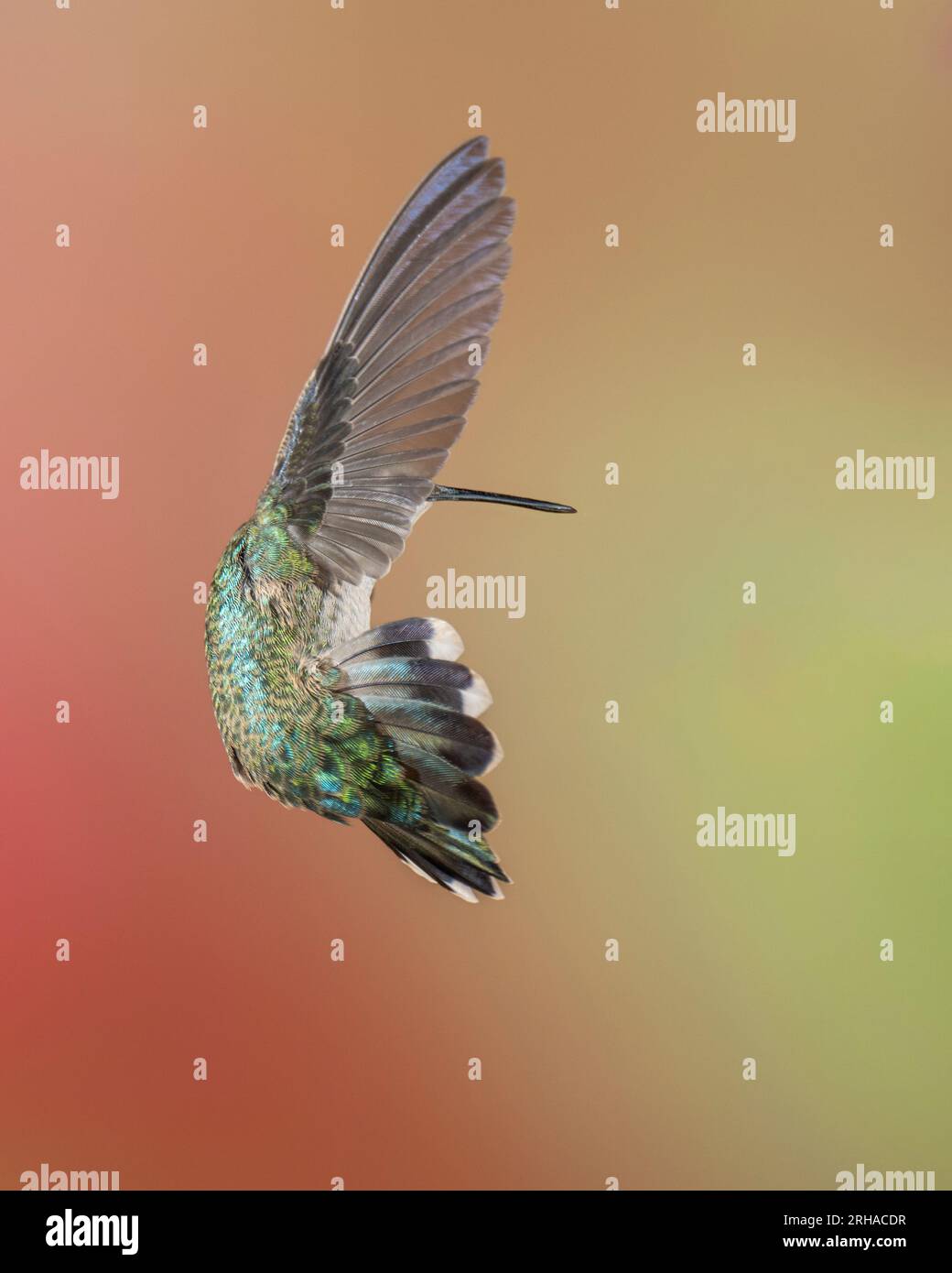 Hummingbird Manuevering in Flight with Flared Tail Feathers Stock Photo ...