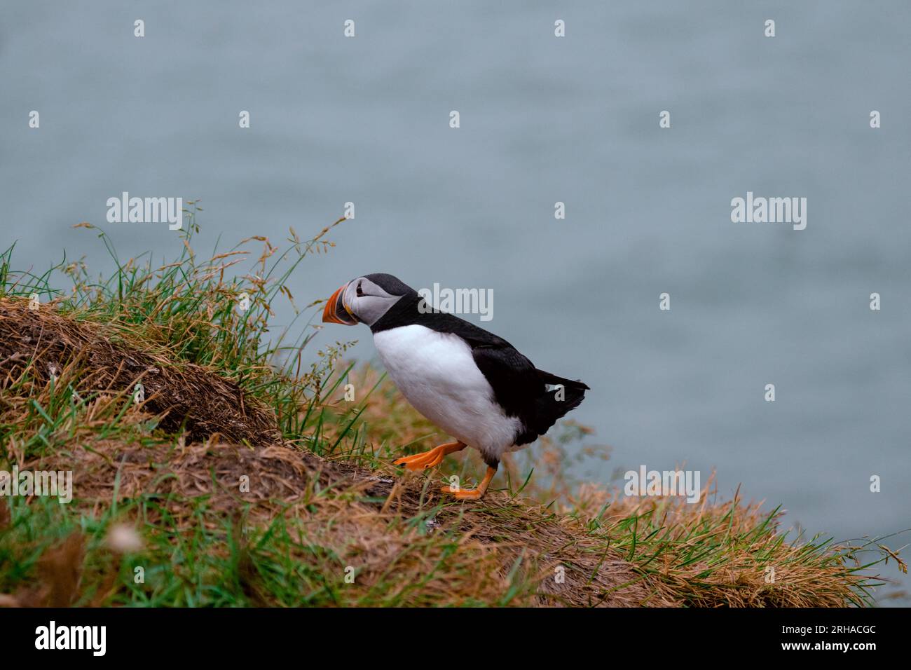 Atlantic puffin burrow in hi-res stock photography and images - Alamy