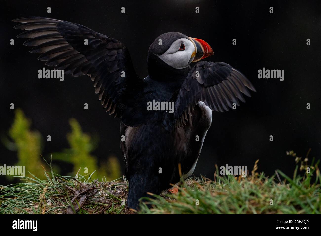 Atlantic Puffin with his wings out and spanned, in Iceland Stock Photo ...