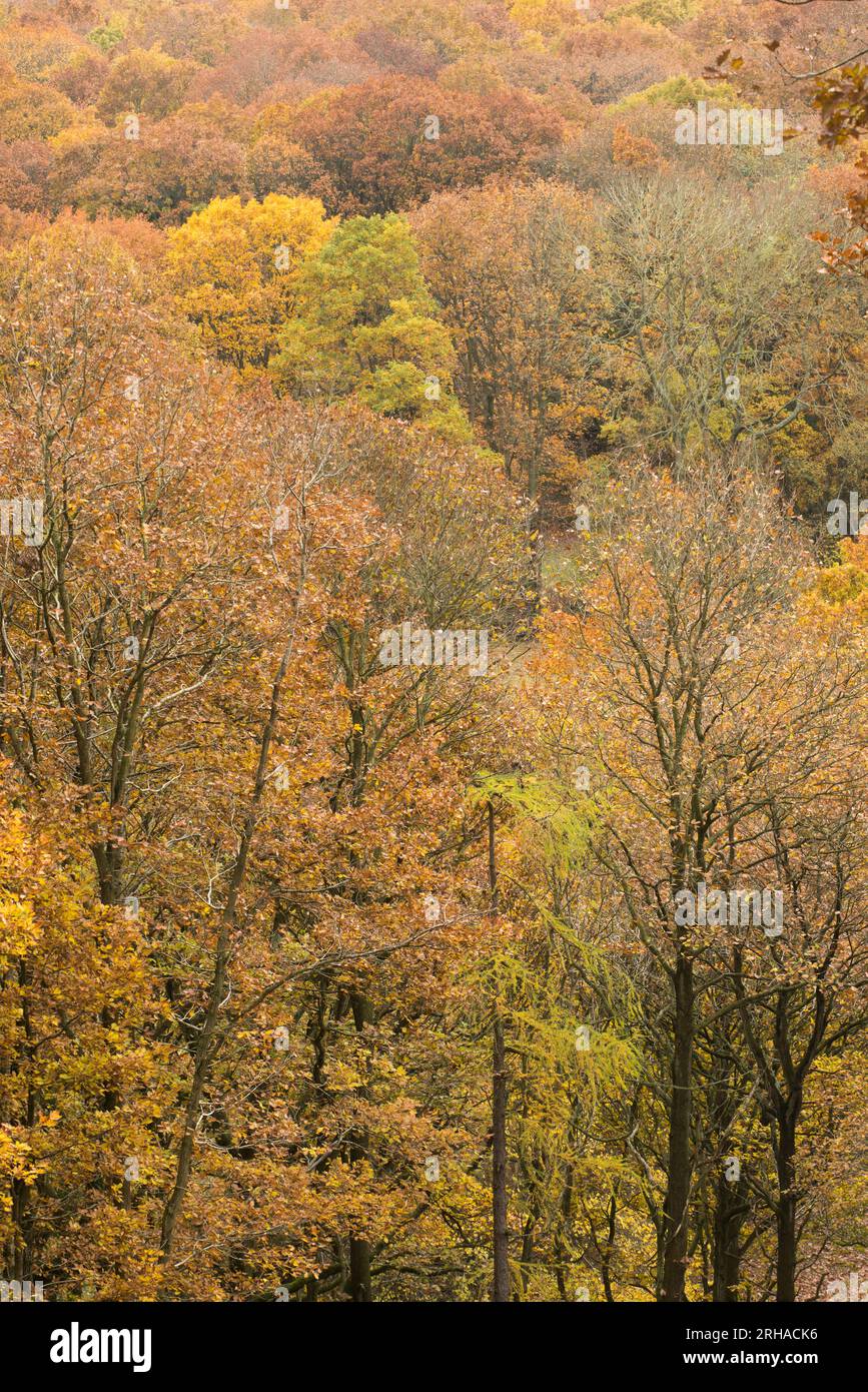 Peak Autumn Colour in the Wyre Forest near Kidderminster ...