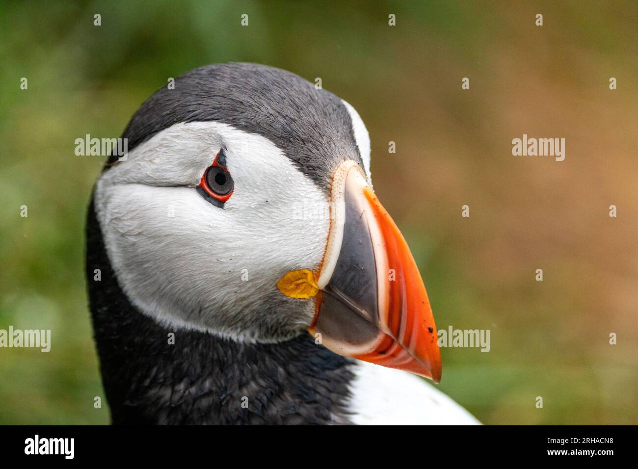 Side portrait of an Altantic Puffin in Iceland Stock Photo - Alamy