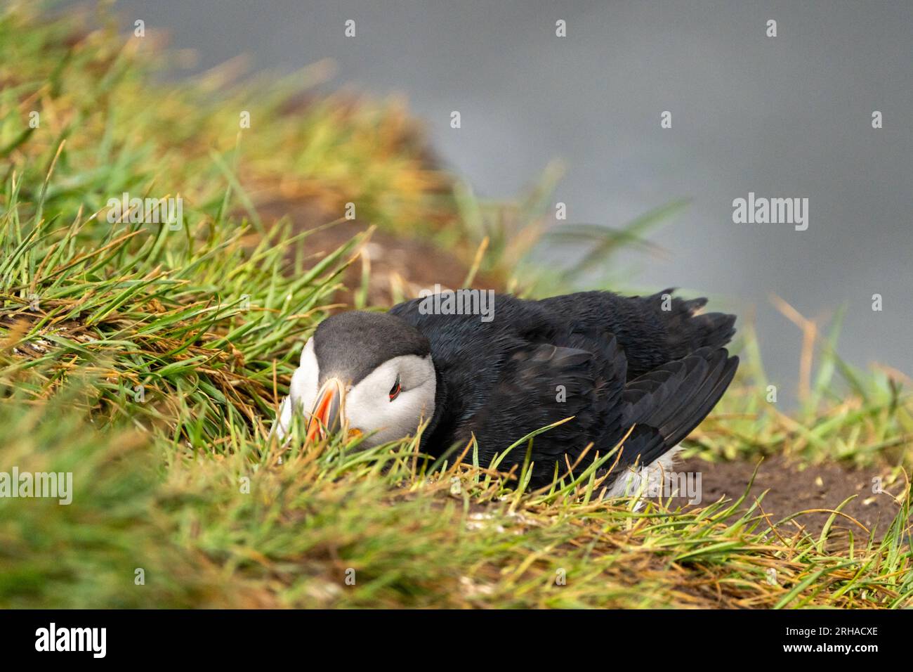 Cute portrait of Atlantic Puffin in Iceland in a burrow at ...
