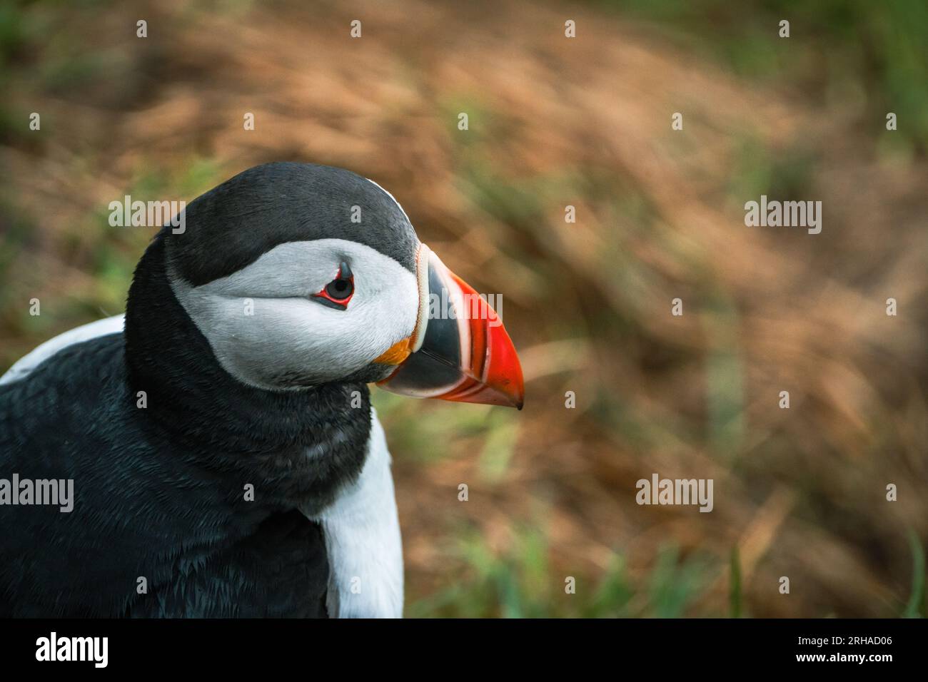 Cute portrait of Atlantic Puffin in Iceland at Borgarfjörður eystri ...