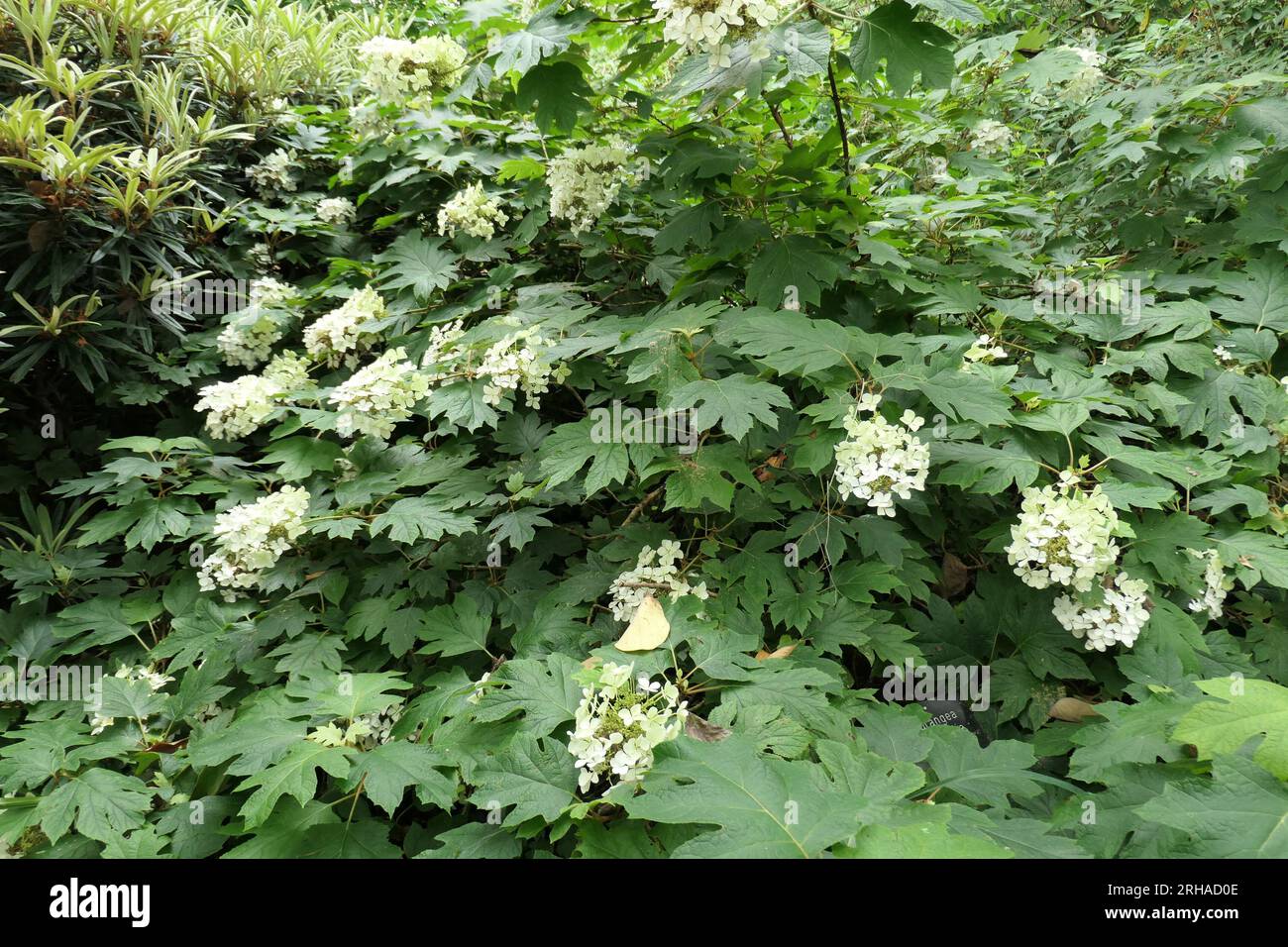 Closeup of the white flowers and green leaves of the summer flowering perennial garden shrub ...