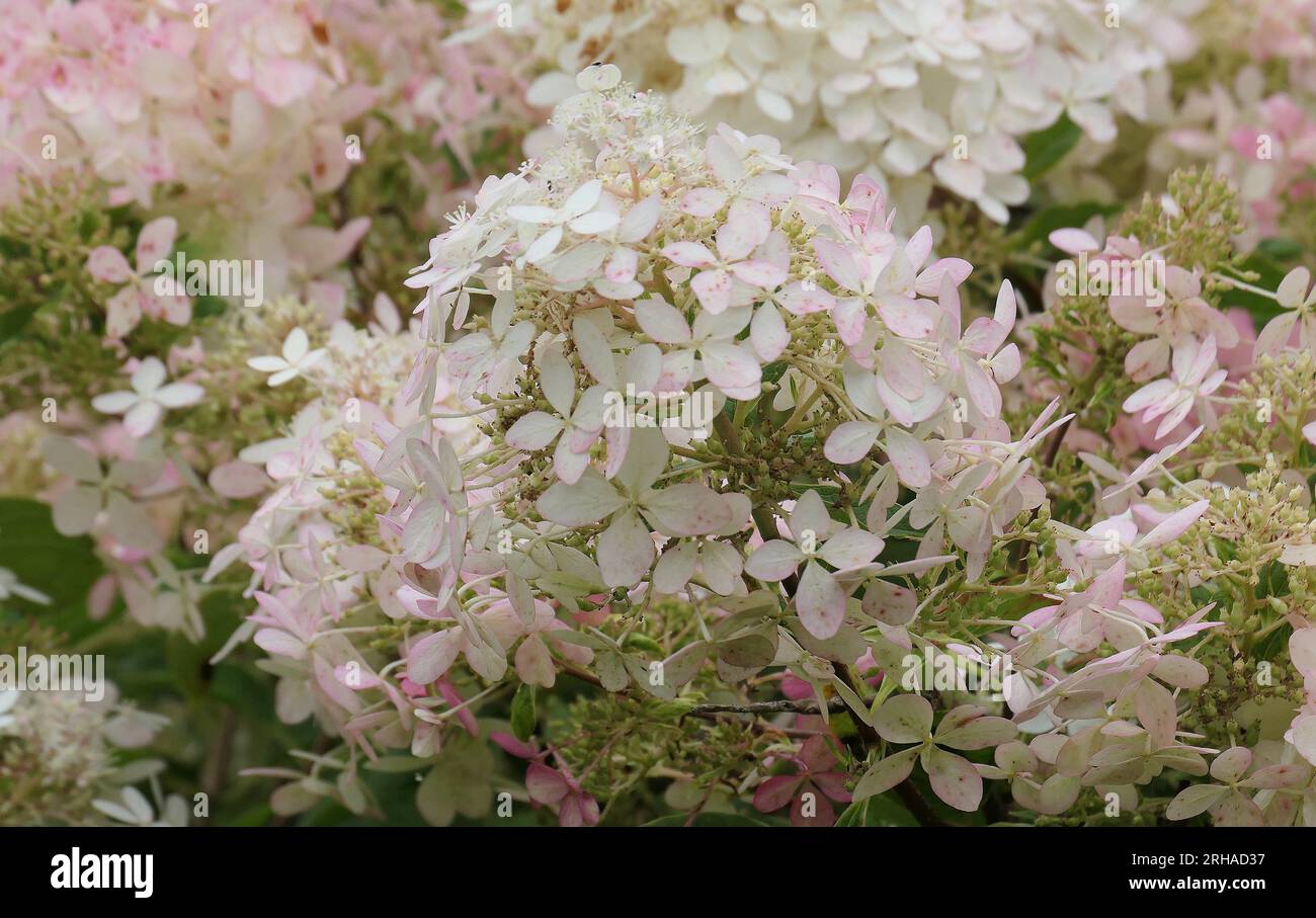 Closeup of the flowering head of the perennial garden shrub hydrangea ...