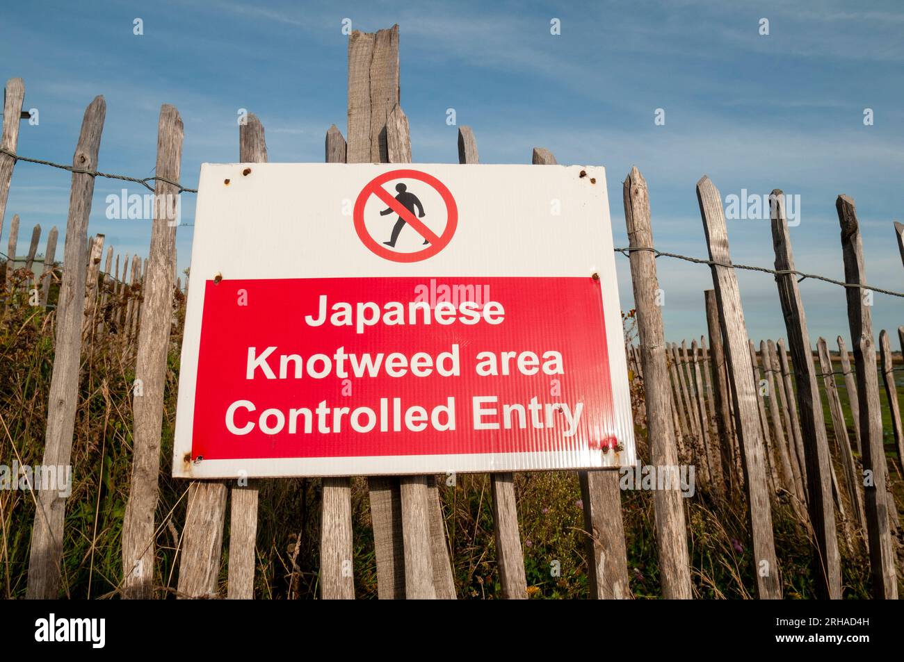 Japanese Knotweed area controlled entry sign on a fence Stock Photo - Alamy