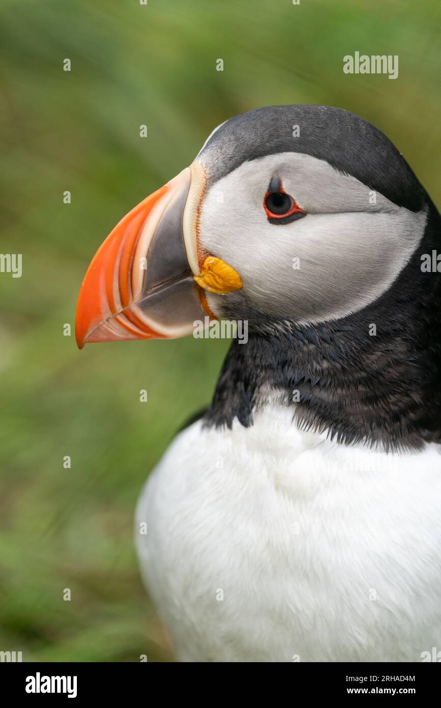 Atlantic Puffin portrait with side view at Borgarfjörður eystri ...