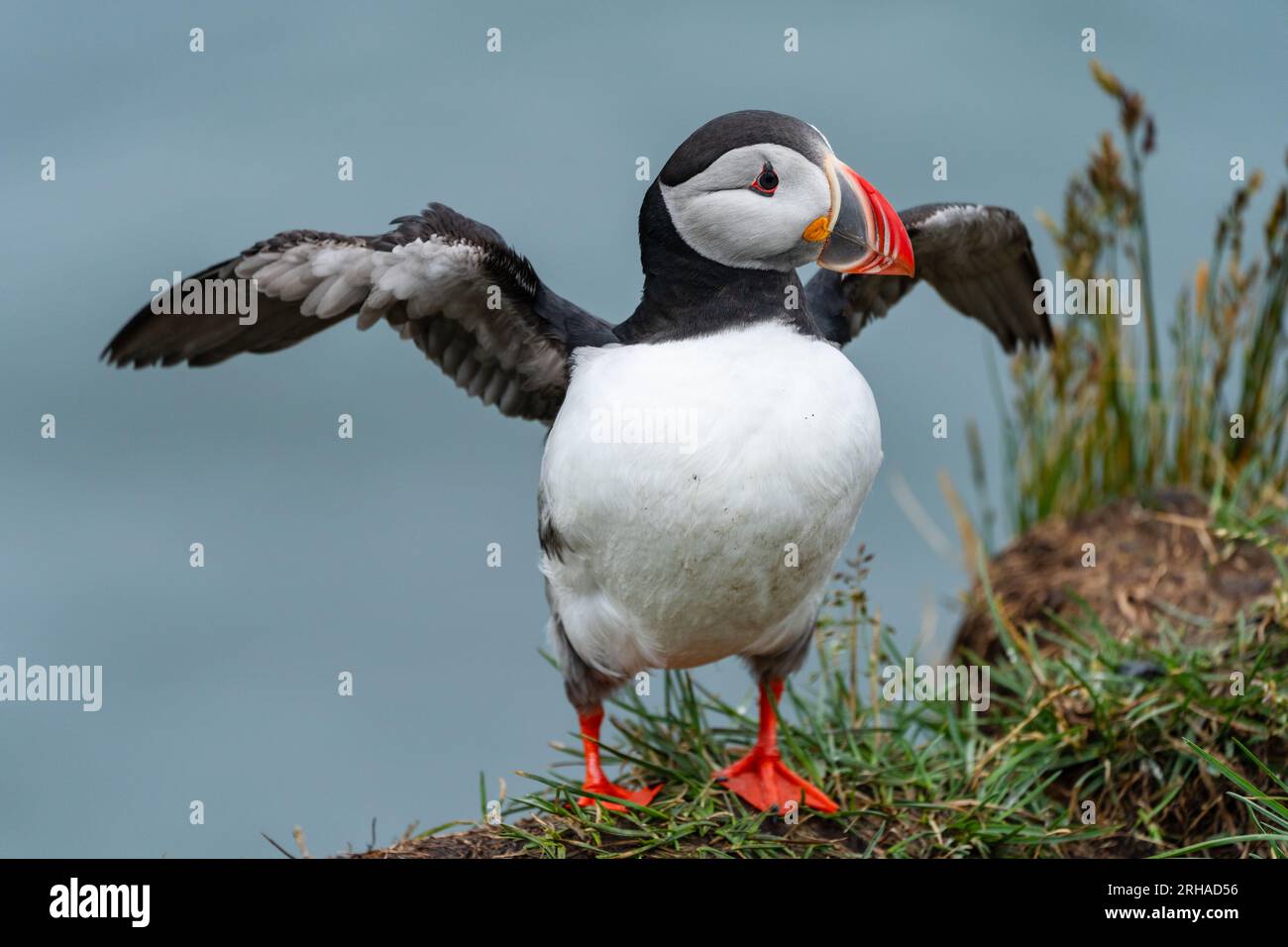 Atlantic Puffin portrait with wings out, ready to fly at Borgarfjörður ...