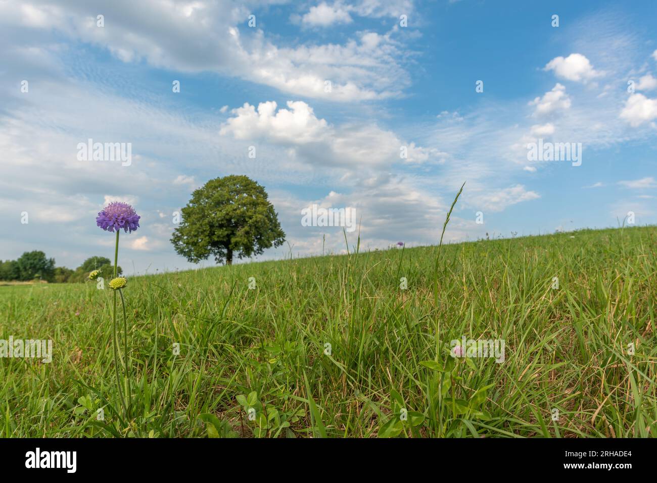 Lone single pasture hi-res stock photography and images - Alamy
