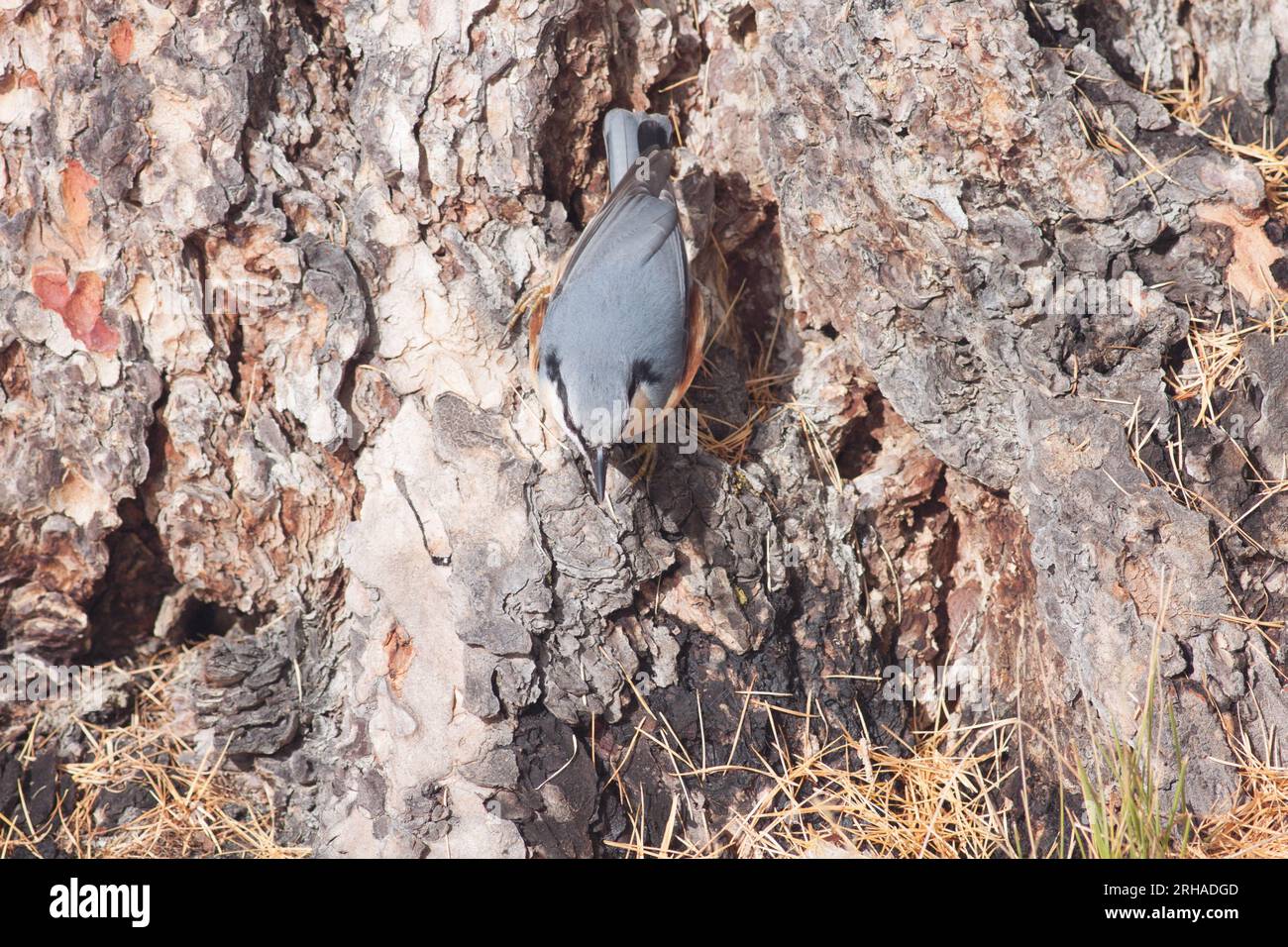 Little bird standing still on the snowy ground Stock Photo - Alamy