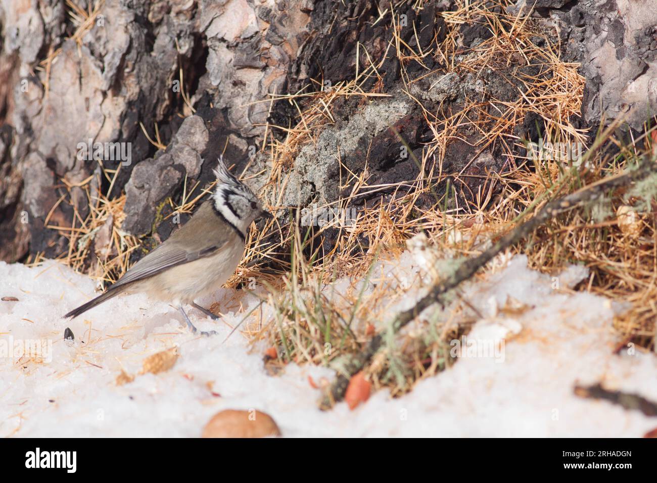 Little bird standing still on the snowy ground Stock Photo - Alamy