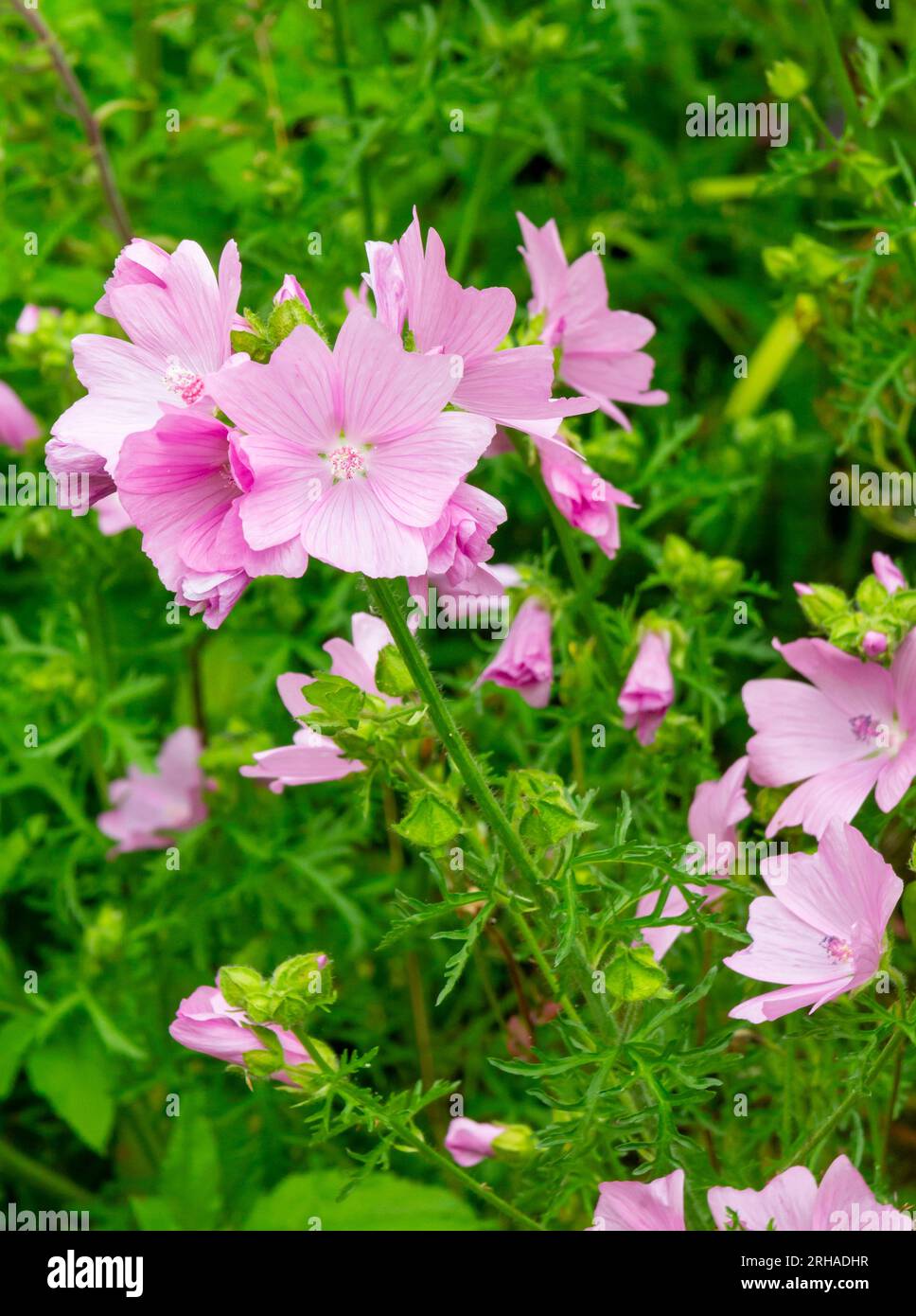 Close up view of Mallow flowers also known as Malva a genus of ...