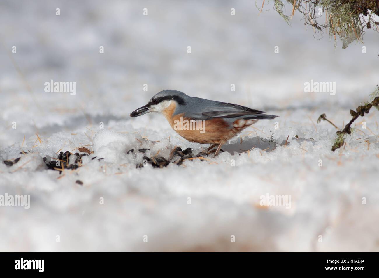 Little bird standing still on the snowy ground Stock Photo - Alamy