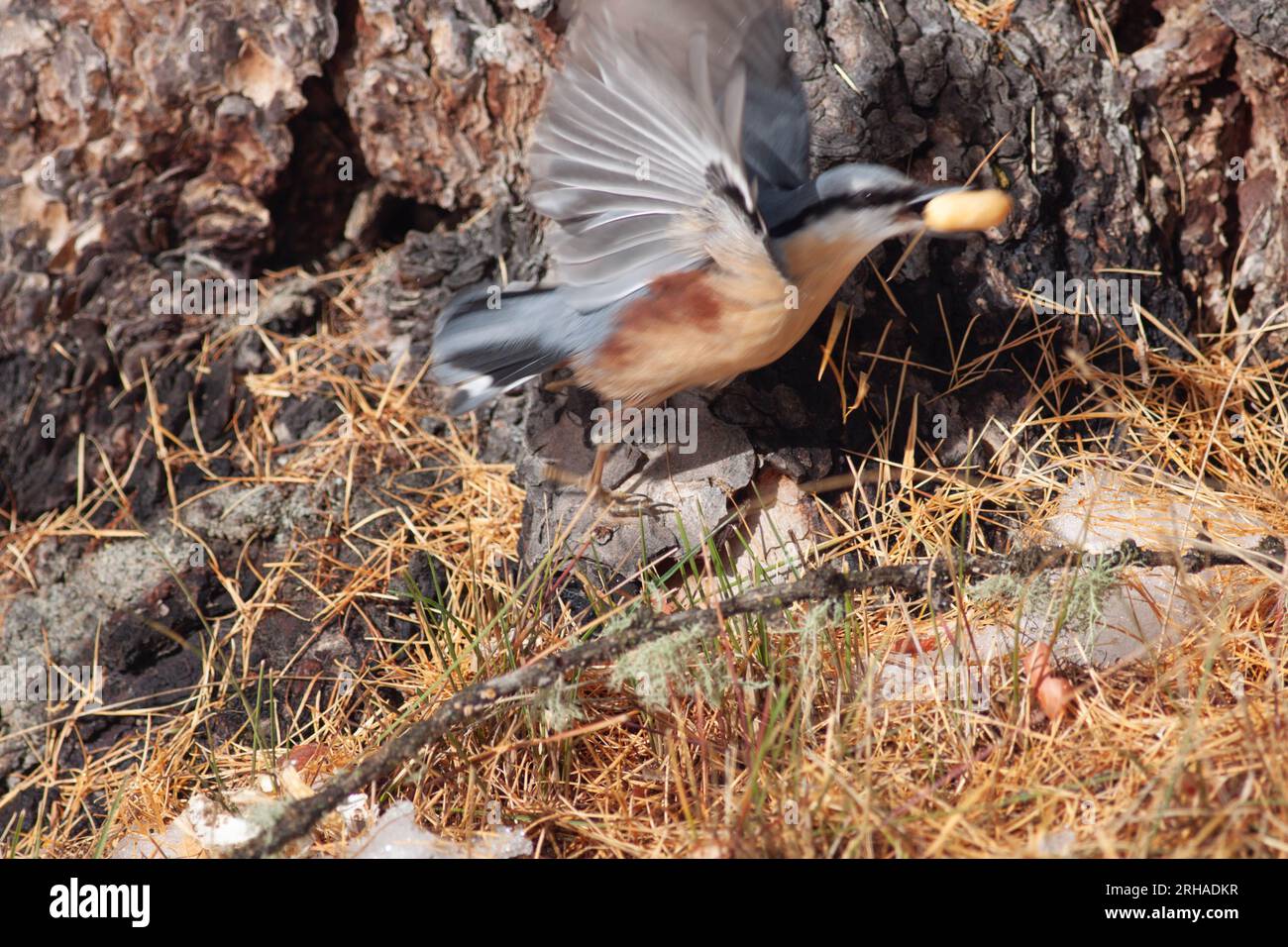 Little bittern flight hi-res stock photography and images - Alamy
