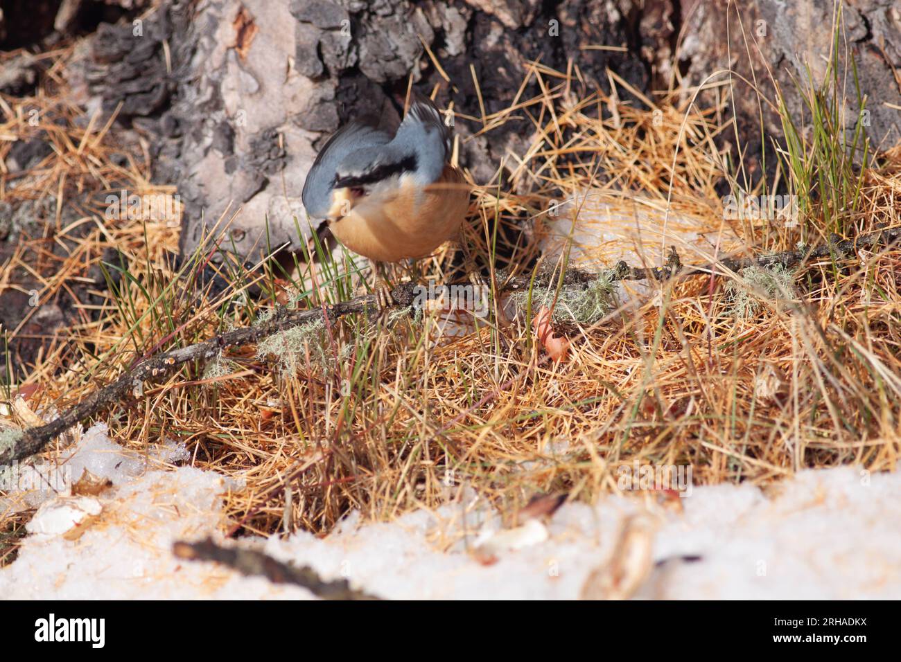Little bird standing still on the ground Stock Photo - Alamy