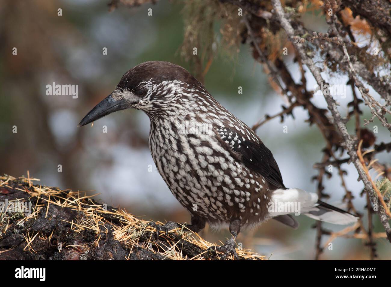 Little bird standing still on the ground Stock Photo - Alamy