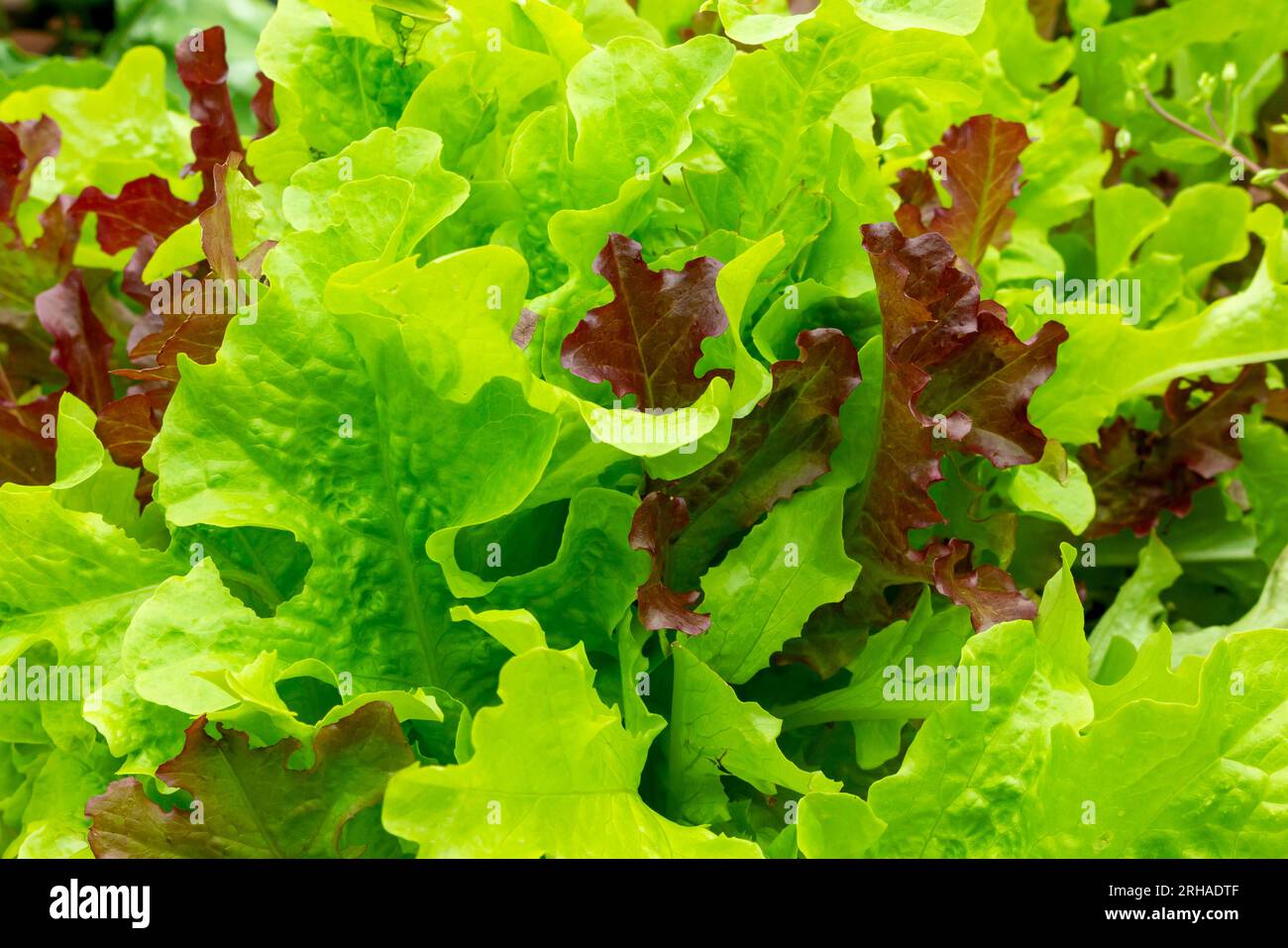 Close up view of leaves of lettuce plants growing in a kitchen garden ...