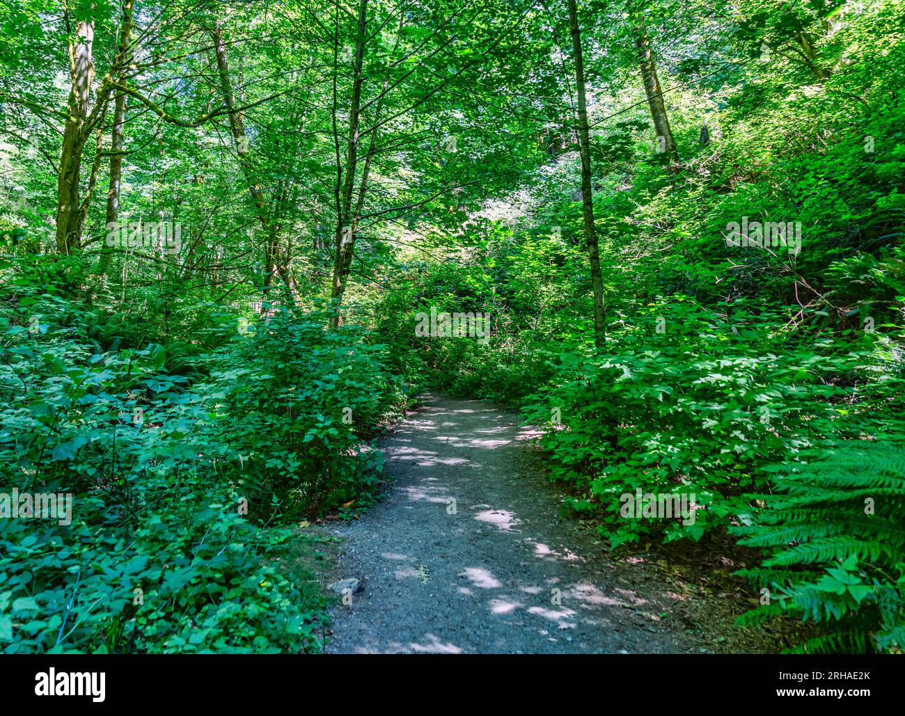 A trail at Dash Point State Park in summer. Located in Washington State ...