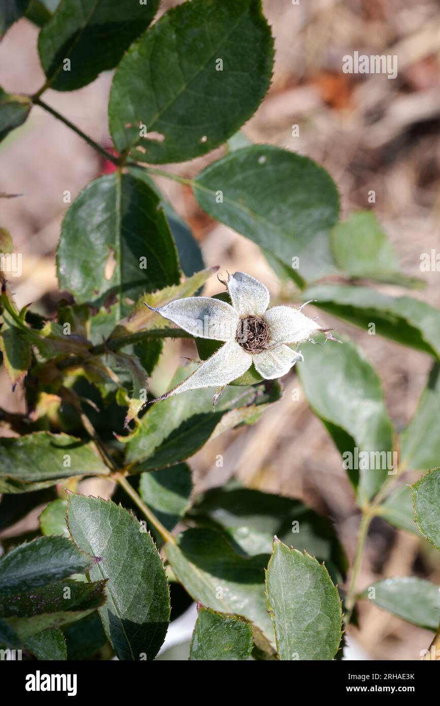 Rose brier hi-res stock photography and images - Alamy