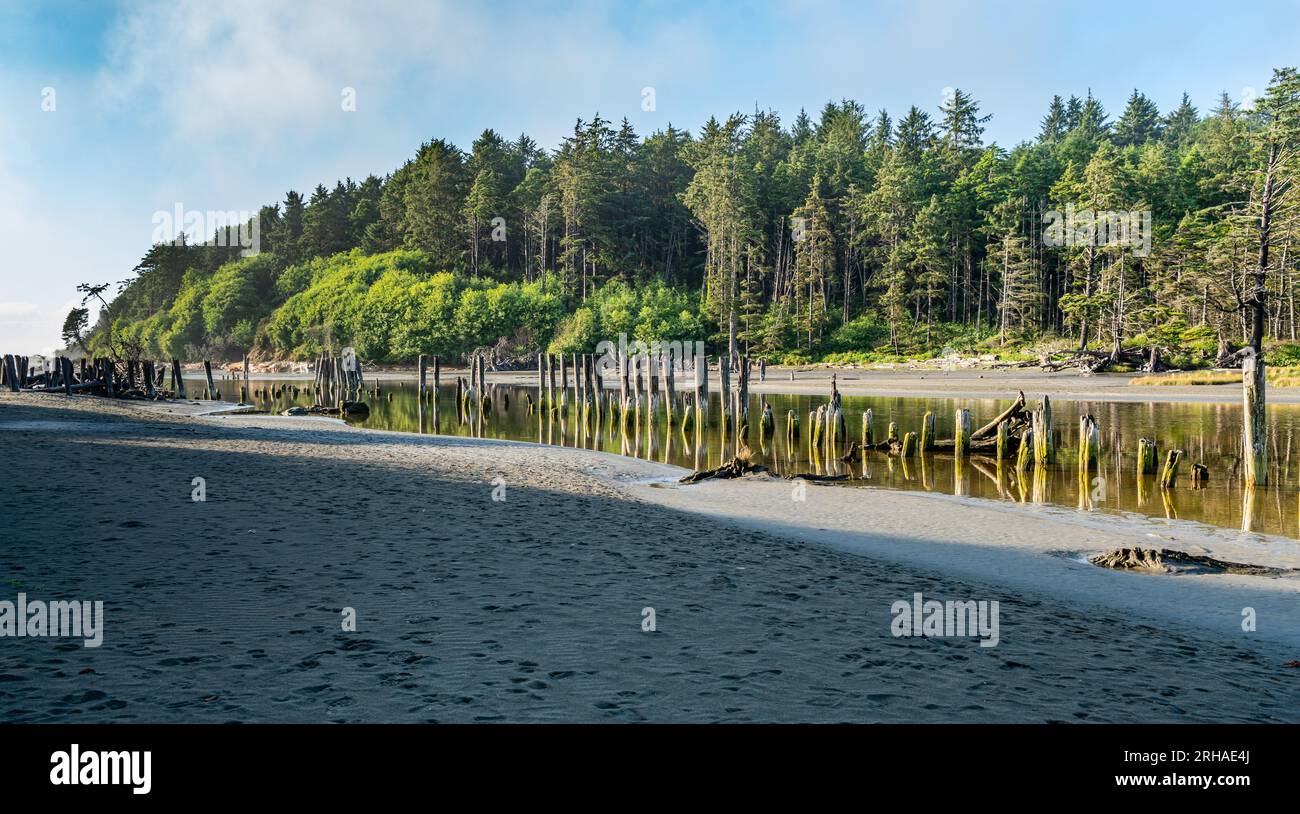 Evergreen trees and old pilings line the Moclips River in Washington ...