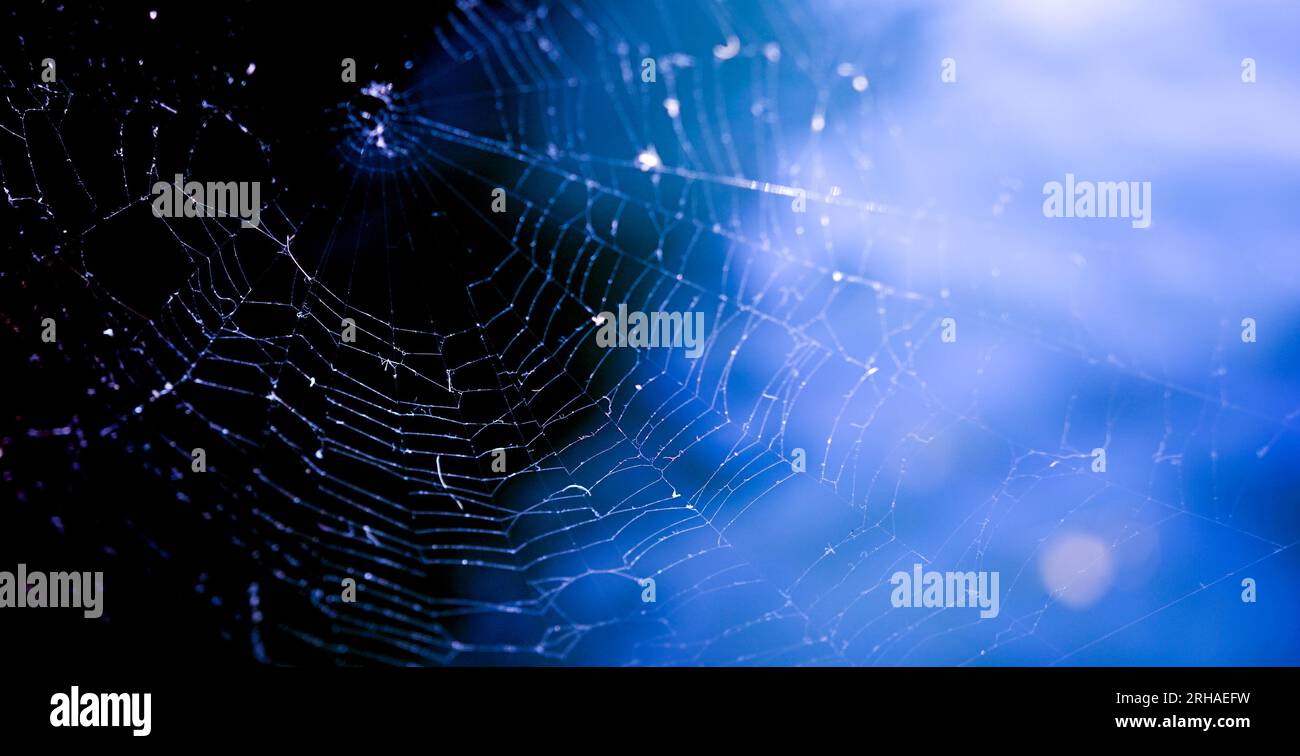 cobweb or spider web on blue background,horizontal photo Stock Photo ...