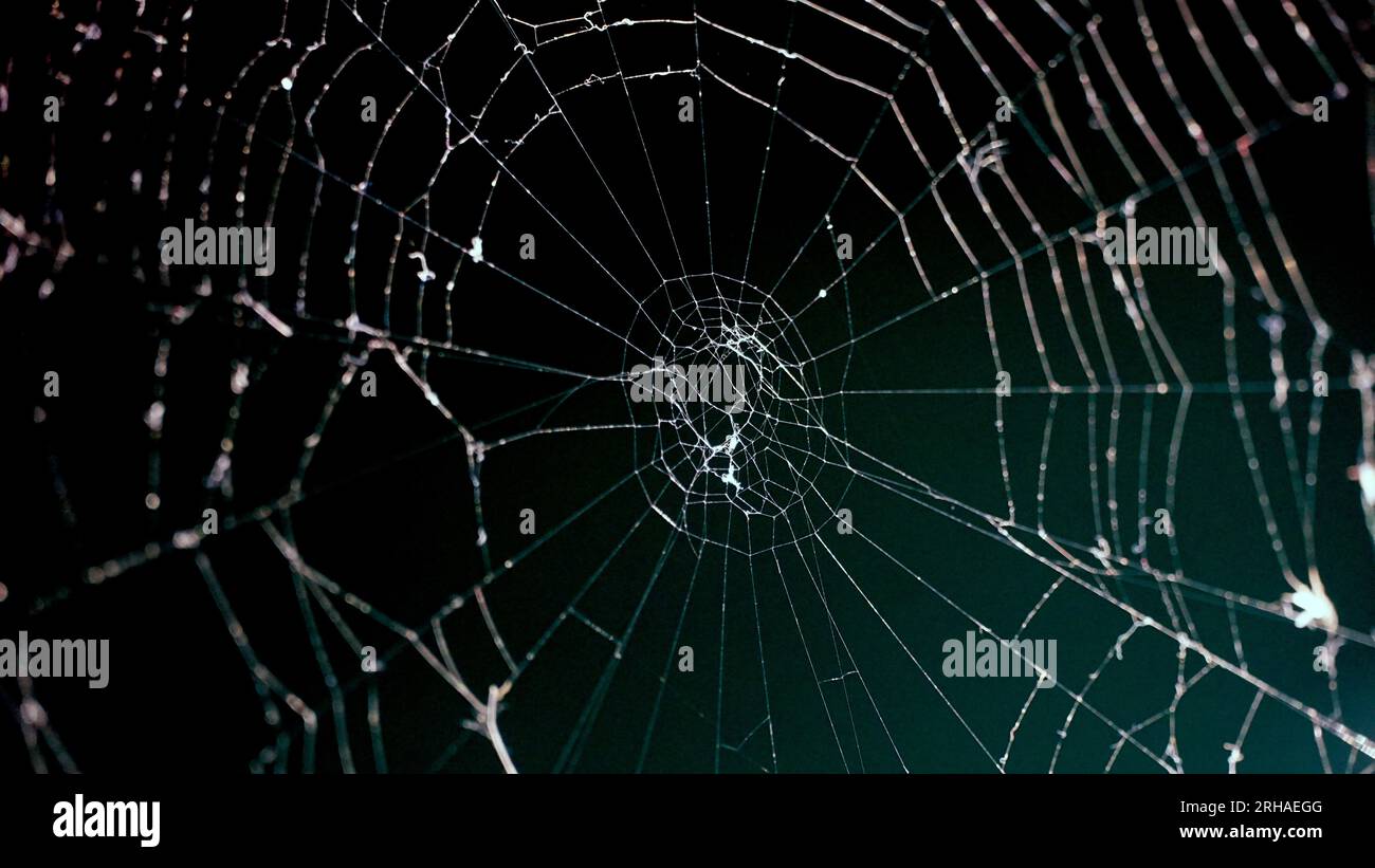 cobweb or spider web on green background,horizontal photo Stock Photo ...