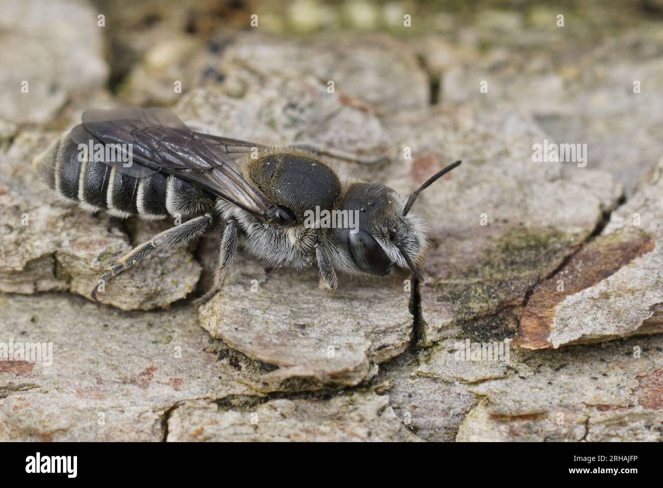 Natural detailed closeup on the Viper's Bugloss Mason Bee, Hpolitis ...