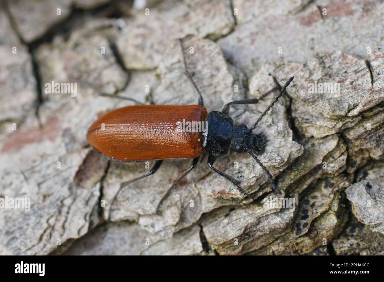 Natural closeup on a brown colored comb-clawed beetle, Omophlus ...