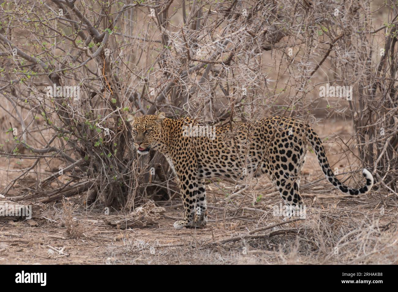 African leopard, Pantera phardus, Felidae, Samburu Game Reserve, Kenya ...