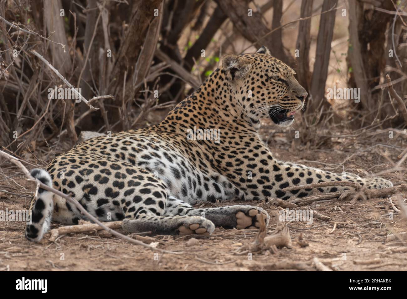 African leopard, Pantera phardus, Felidae, Samburu Game Reserve, Kenya ...