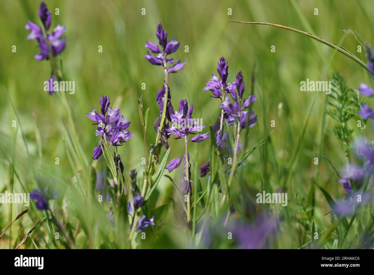 Natural close-up on the colorful purple to blue flower of the Common ...