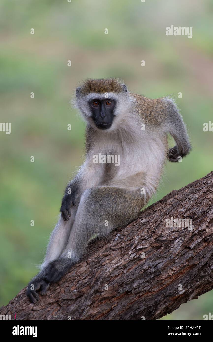 Vervet monkey, Chlorocebus pygerythrus, Cercopithecidae, Samburu Game ...