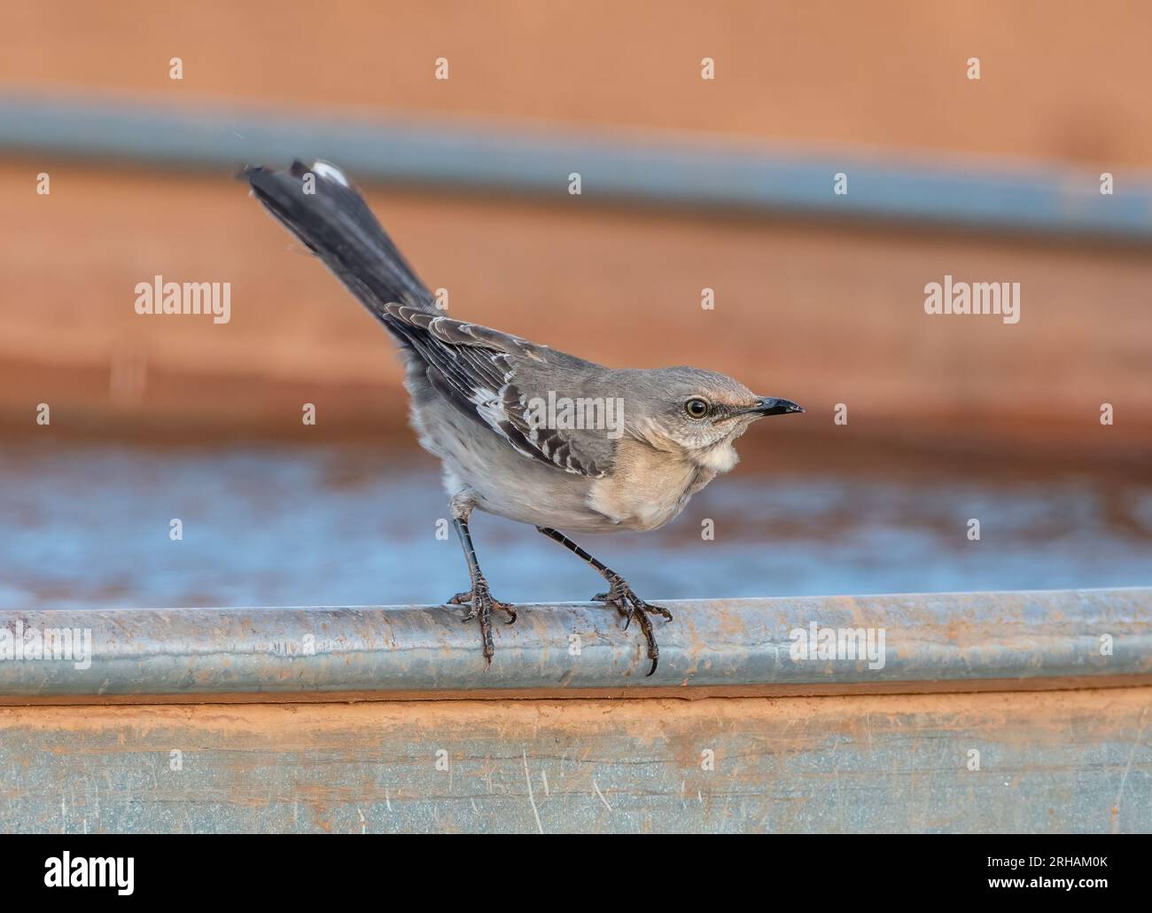 This Northern Mockingbird was coming in to a stock tank in the Texas ...