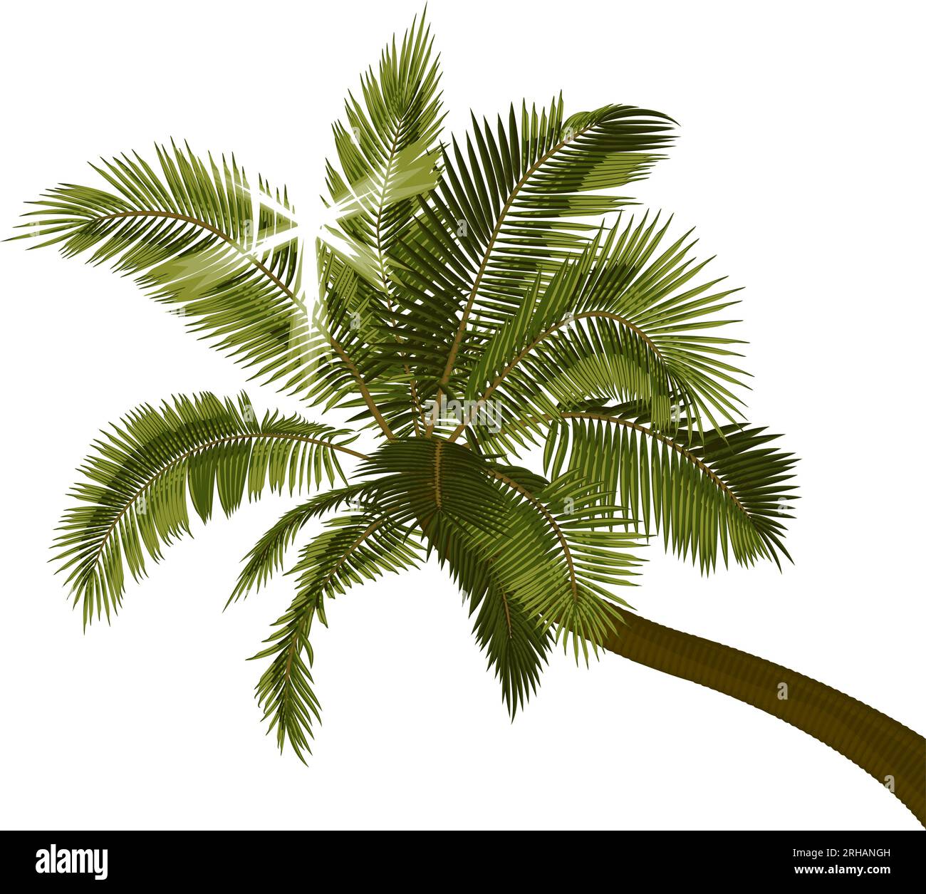Bent coconut palm with sunbeams through foliage. Vector illustration of ...
