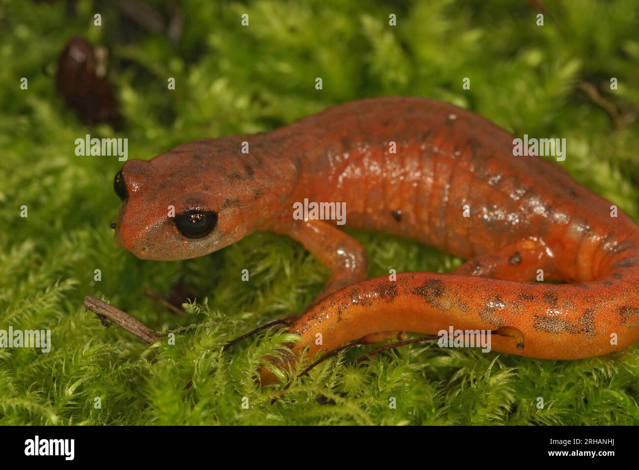 Ensatina eschscholtzii intermediate hi-res stock photography and images ...