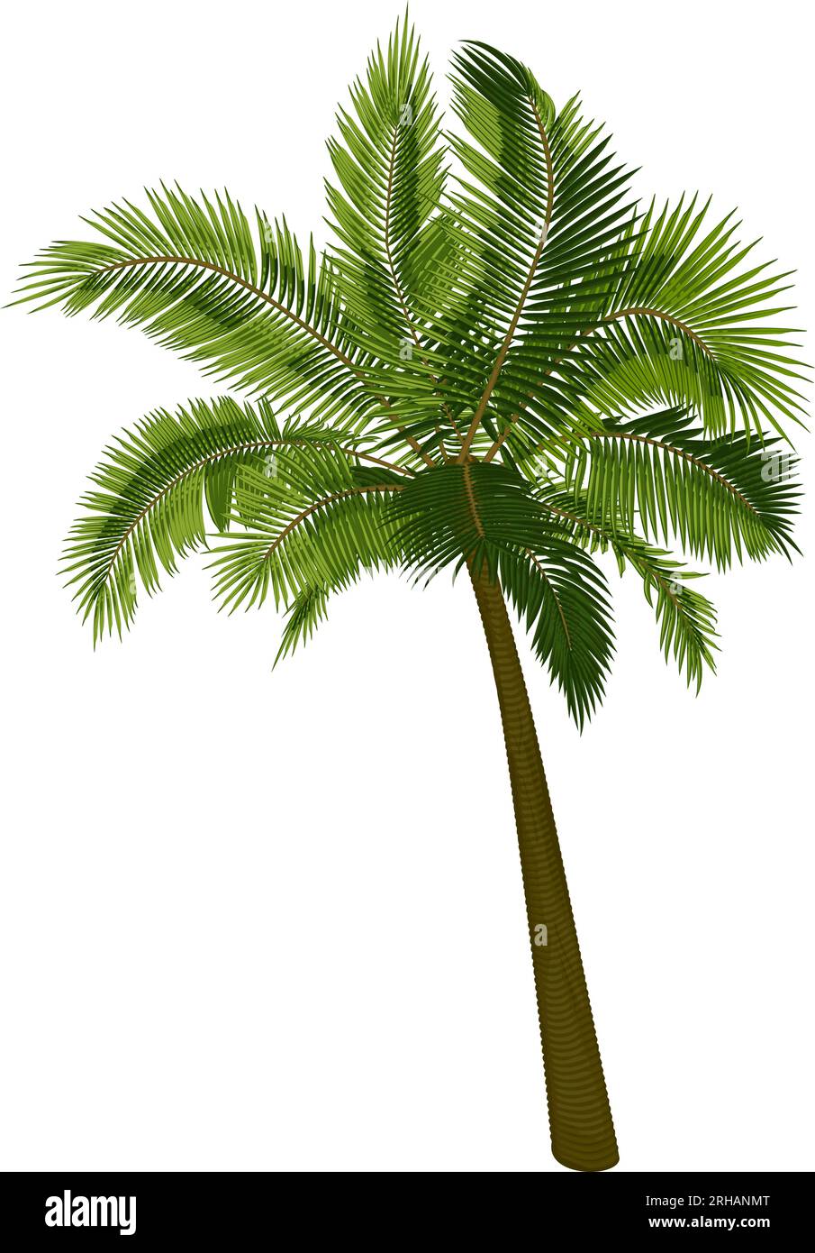Coconut straight palm tree. Vector illustration of palm tree trunk ...