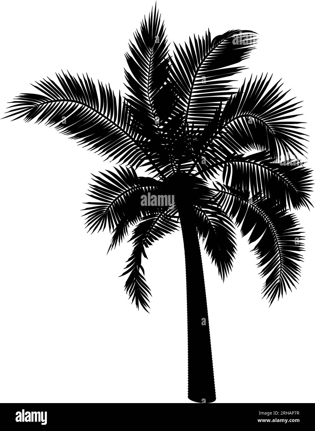 Shape of straight coconut palm tree. Vector illustration of palm tree ...