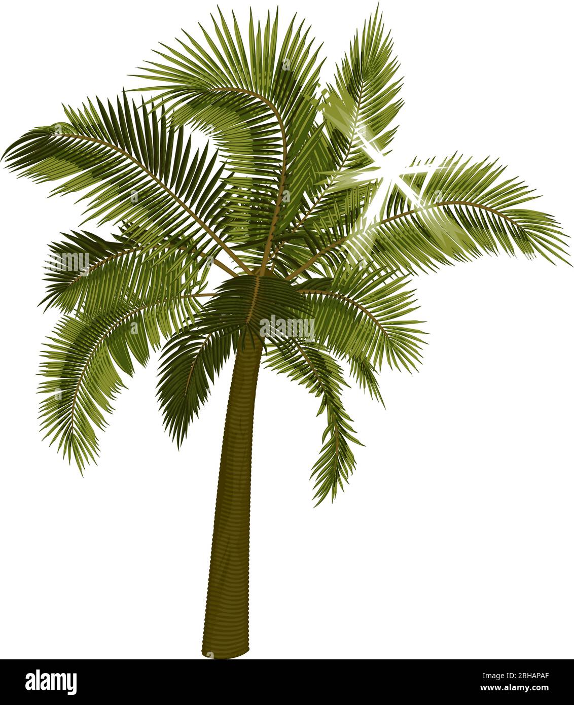 Palm with sun rays through foliage. Vector illustration of palm tree ...
