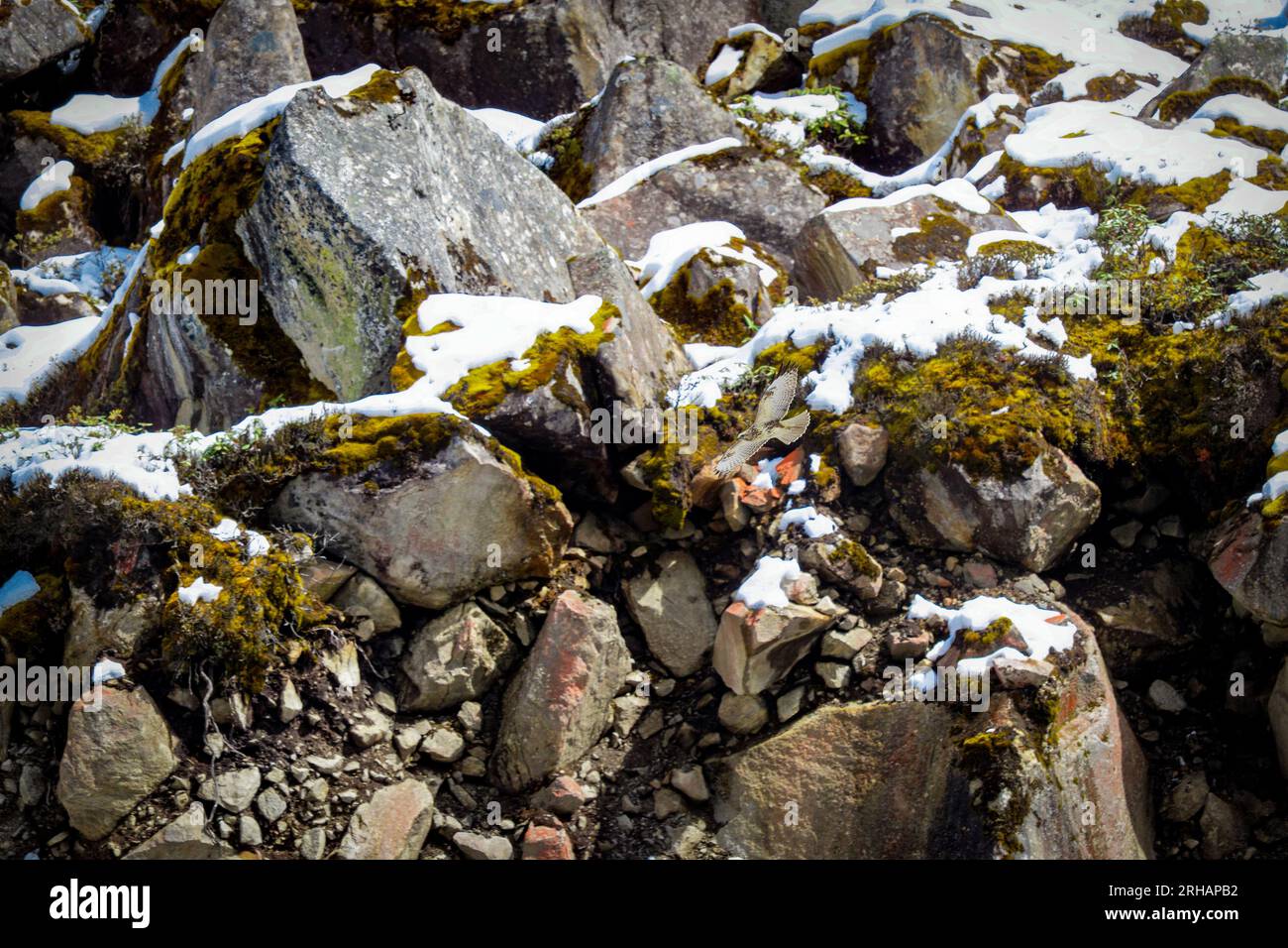 A Himalayan Buzzard flying over snow clad mountain slopes in search of ...
