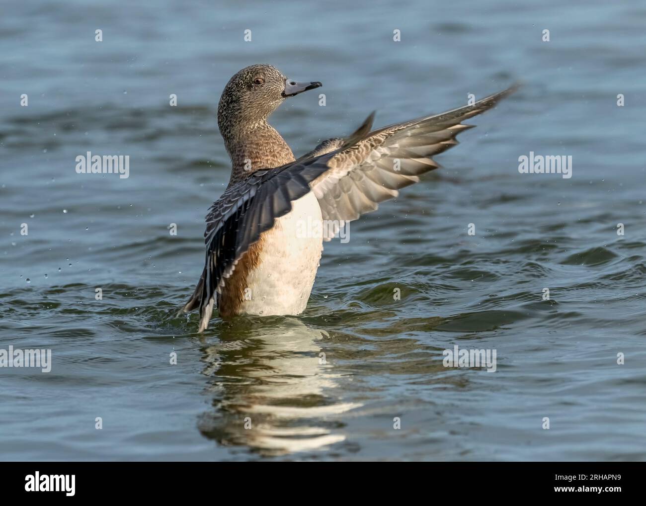 Female American Wigeon flapping wings in the Choptank River, Cambridge ...