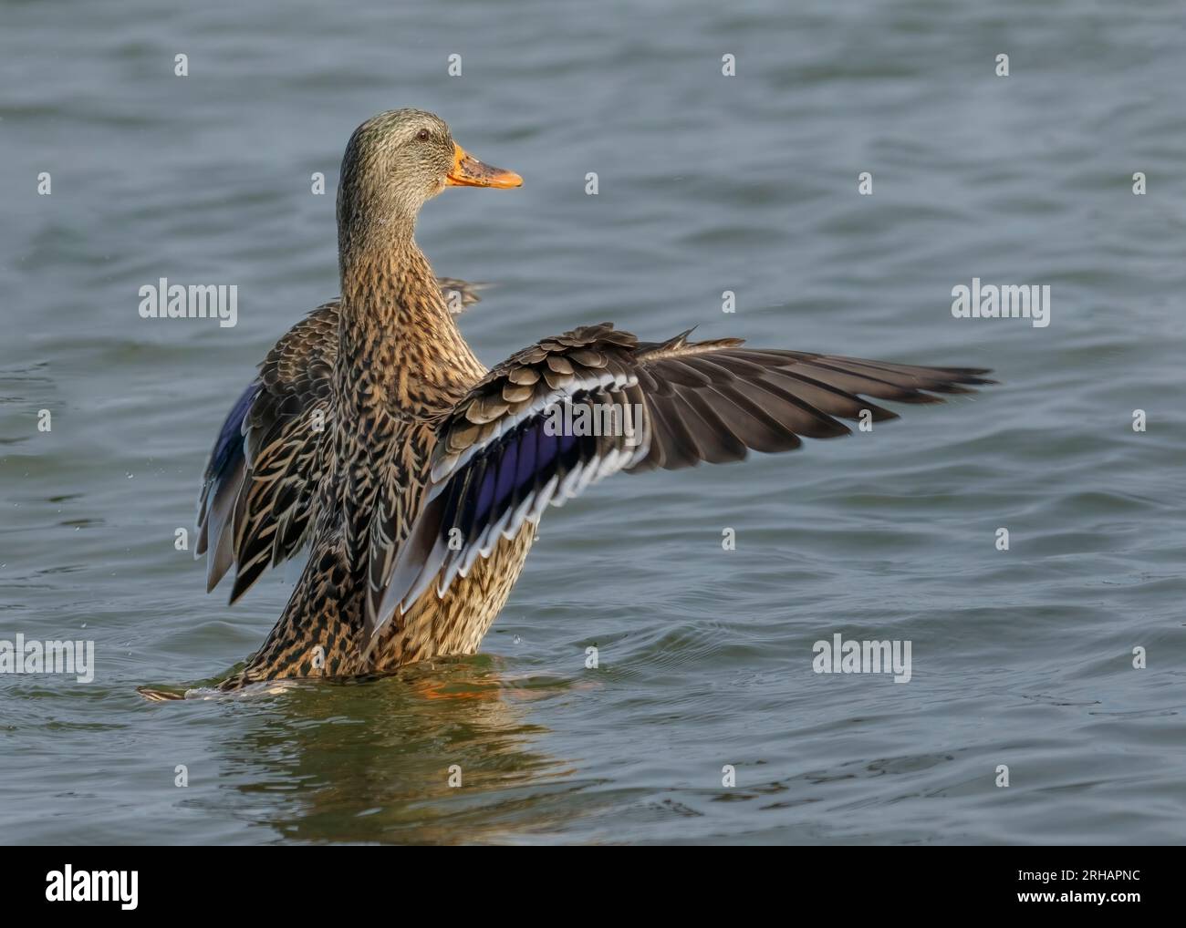 Female Mallard duck (Anas platyrhynchos) flapping her wings in the ...