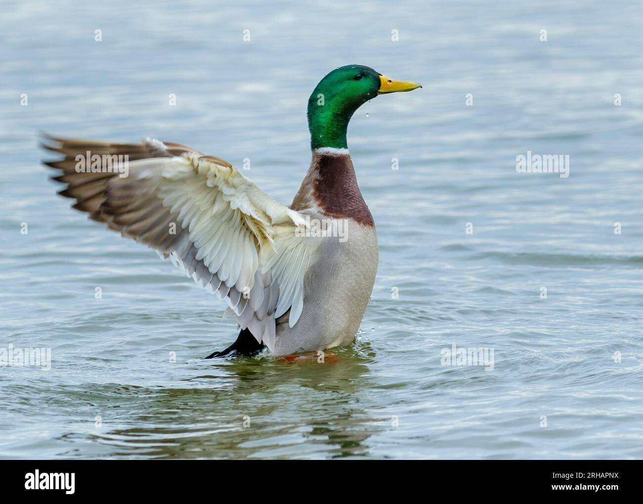 Male Mallard duck (Anas platyrhynchos) flapping his wings in the ...