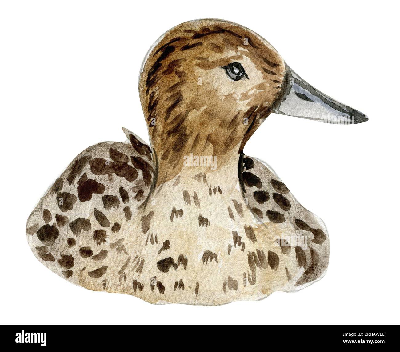 Watercolor hand drawn duck bird . Watercolor illustration of wild ...